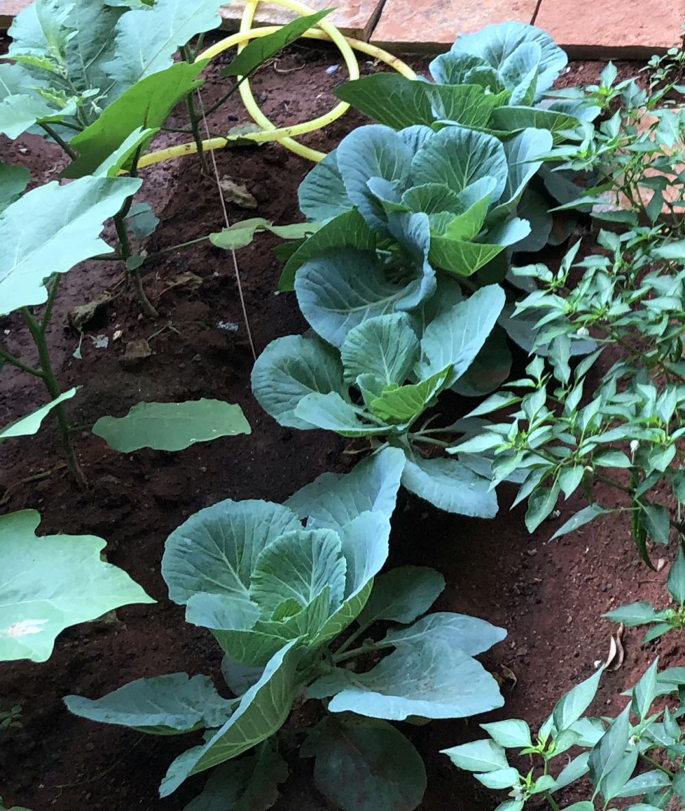 Cabbage – Love for Gardening